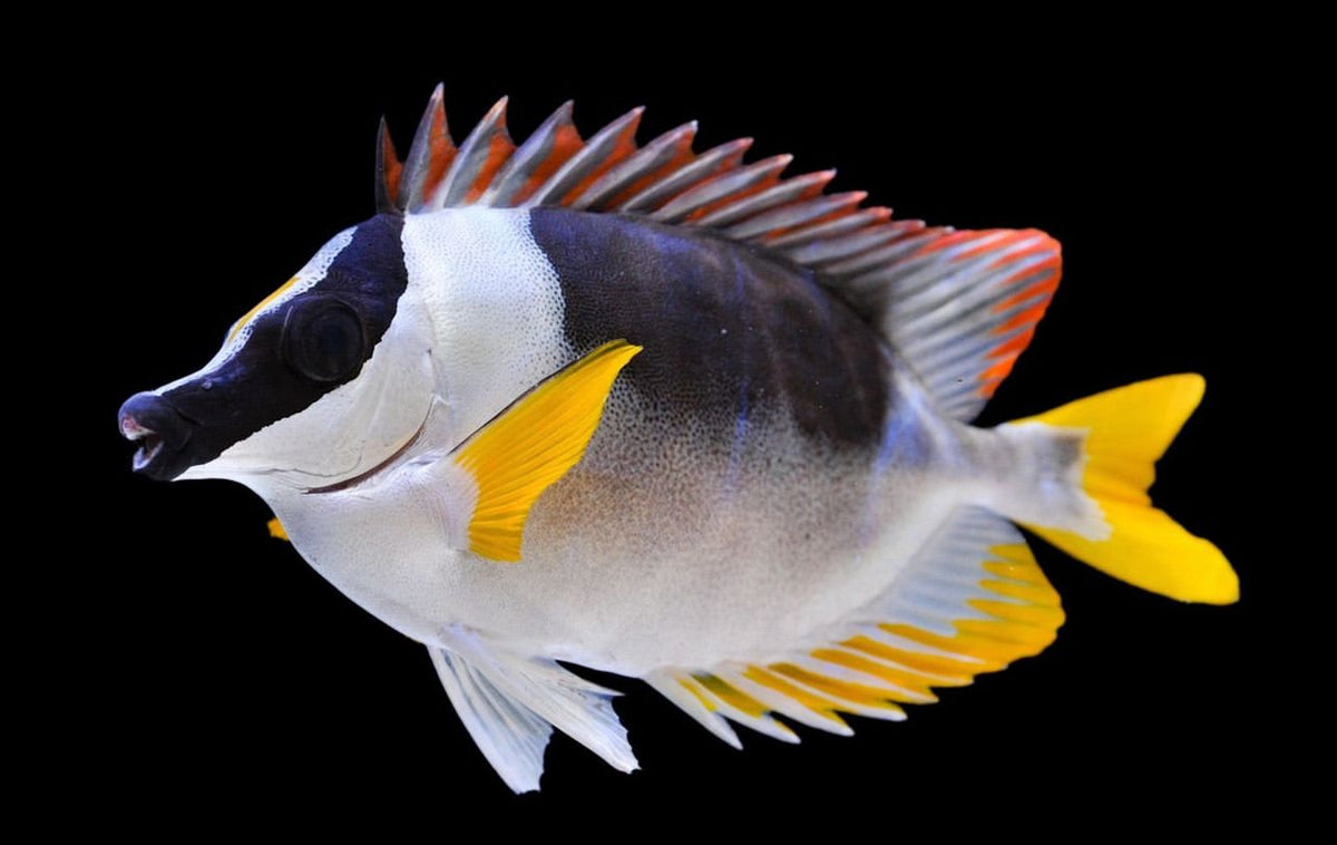 Magnificent Foxface – Exotic Marine Life