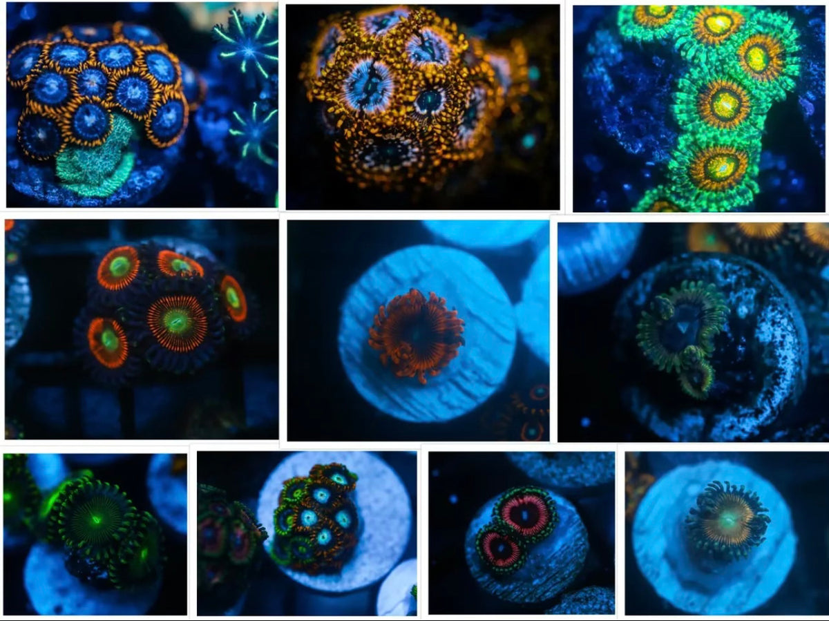 10 Premium Zoa Pack ALL Designer – Exotic Marine Life