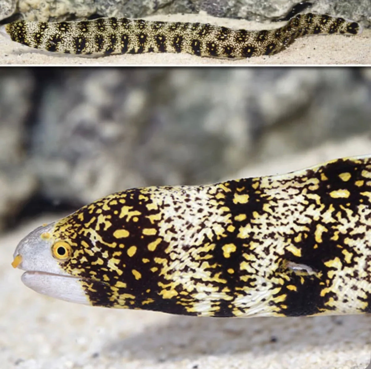 Snowflake EEL(Echidna nebulosa) – Exotic Marine Life