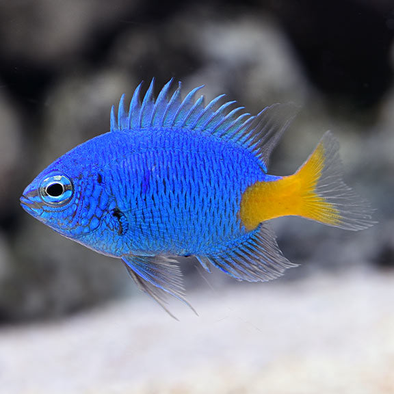 Yellow Tail Damsel – Exotic Marine Life