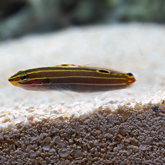 Hectors Goby – Exotic Marine Life