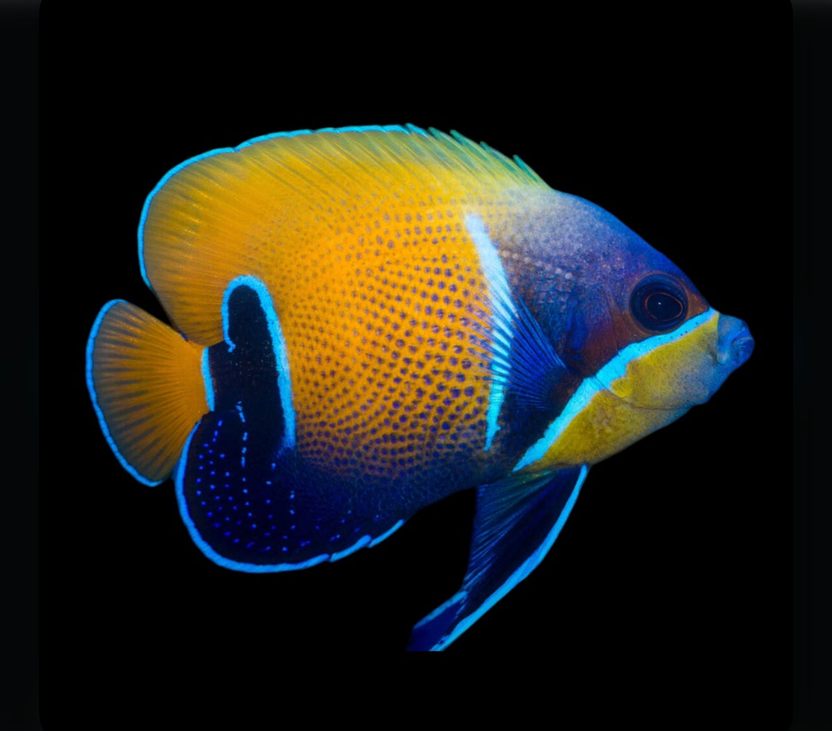 Majestic Angelfish (Pomacanthus navarchus) – Exotic Marine Life