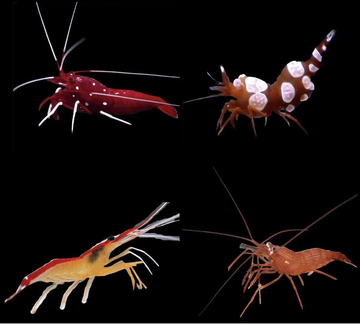 5 Pack Assorted Shrimp Kit – Exotic Marine Life