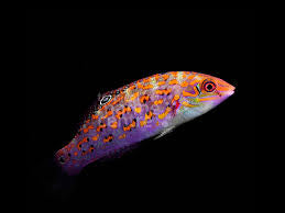 Timor Wrasse – Exotic Marine Life
