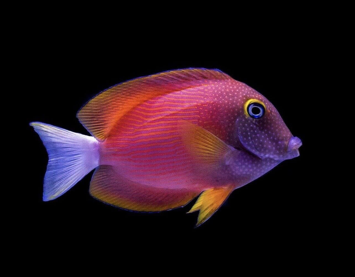 White Tail Tang (Ctenochaetus flavicauda) – Exotic Marine Life