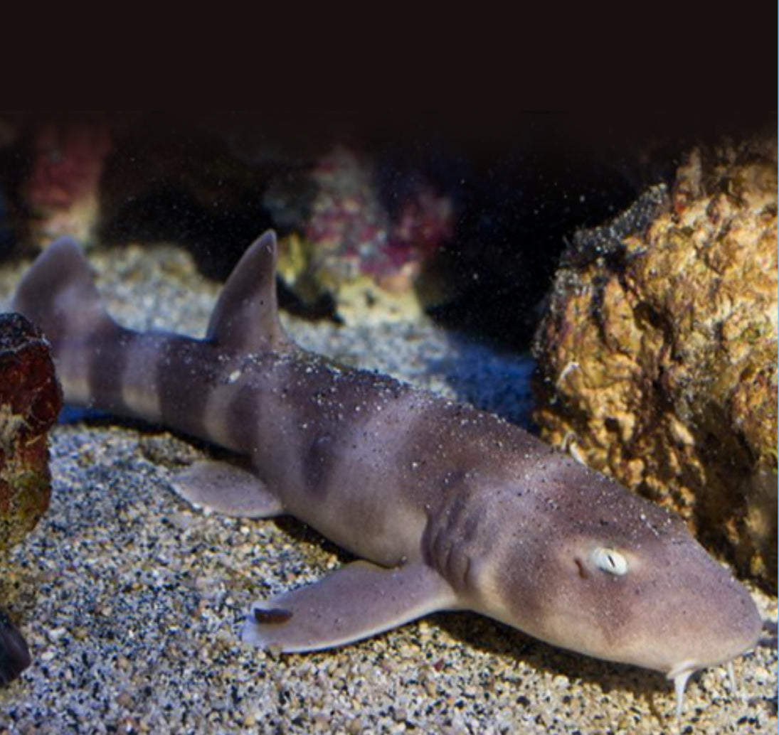 Brown Banded Cat Shark – Exotic Marine Life
