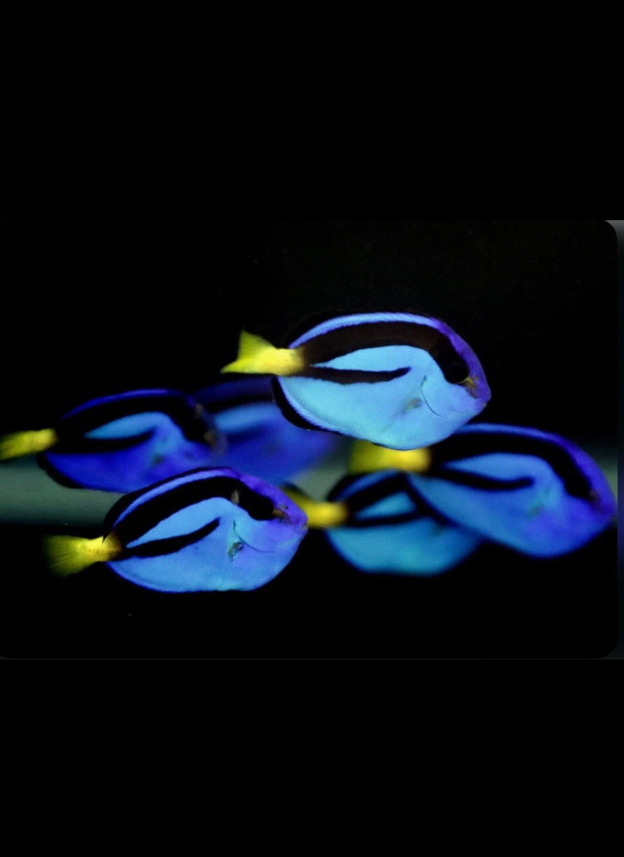3 Blue Hippo Tang Small - Saltwater fish - *LIMITED TIME Free Shipping ...
