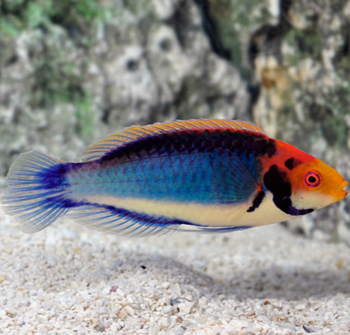 2 Red Head Solon Fairy Wrasse (Cirrhilabrus solorensis) – Exotic Marine ...