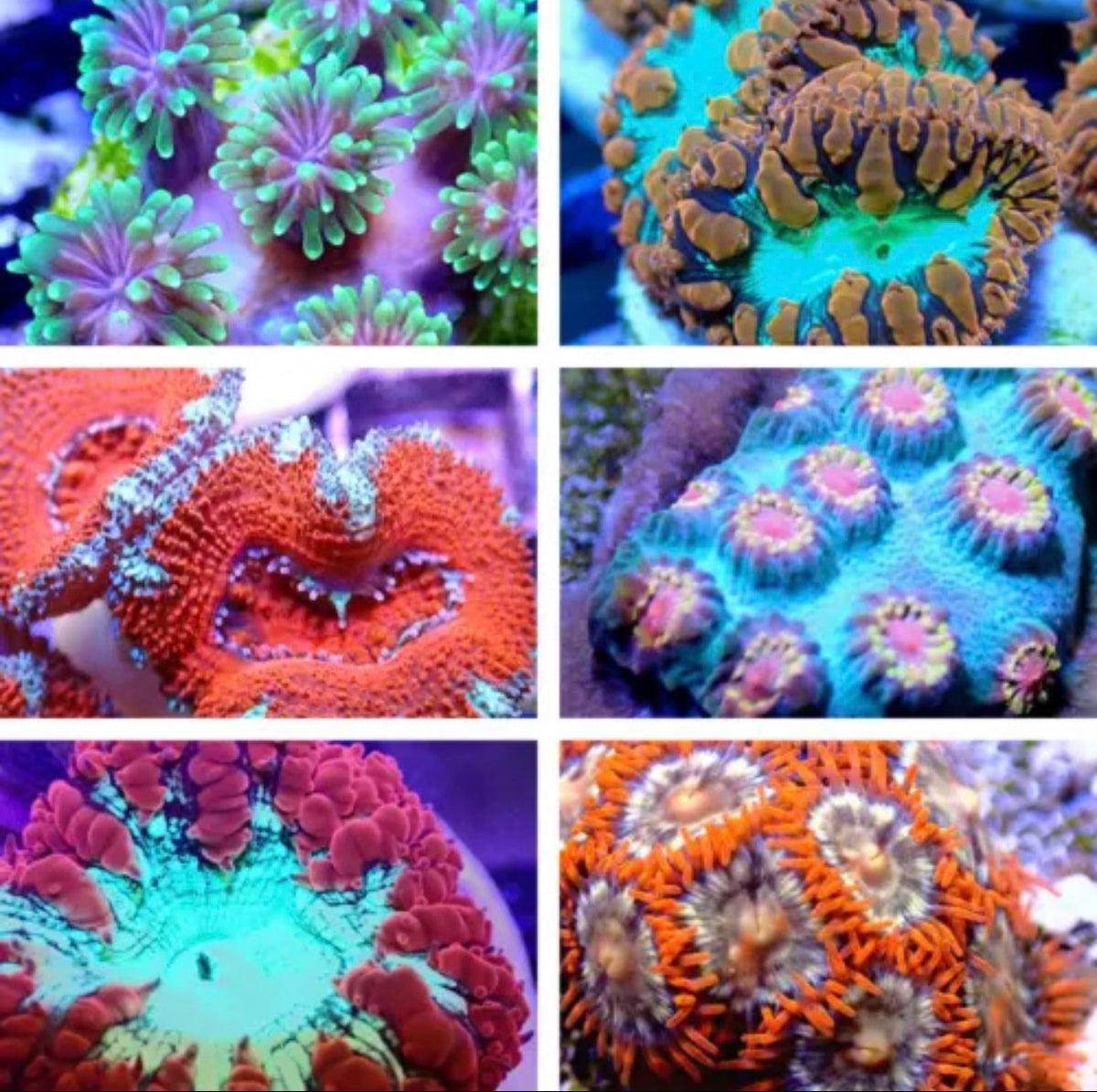 10 Assorted Coral Frag Pack! – Exotic Marine Life