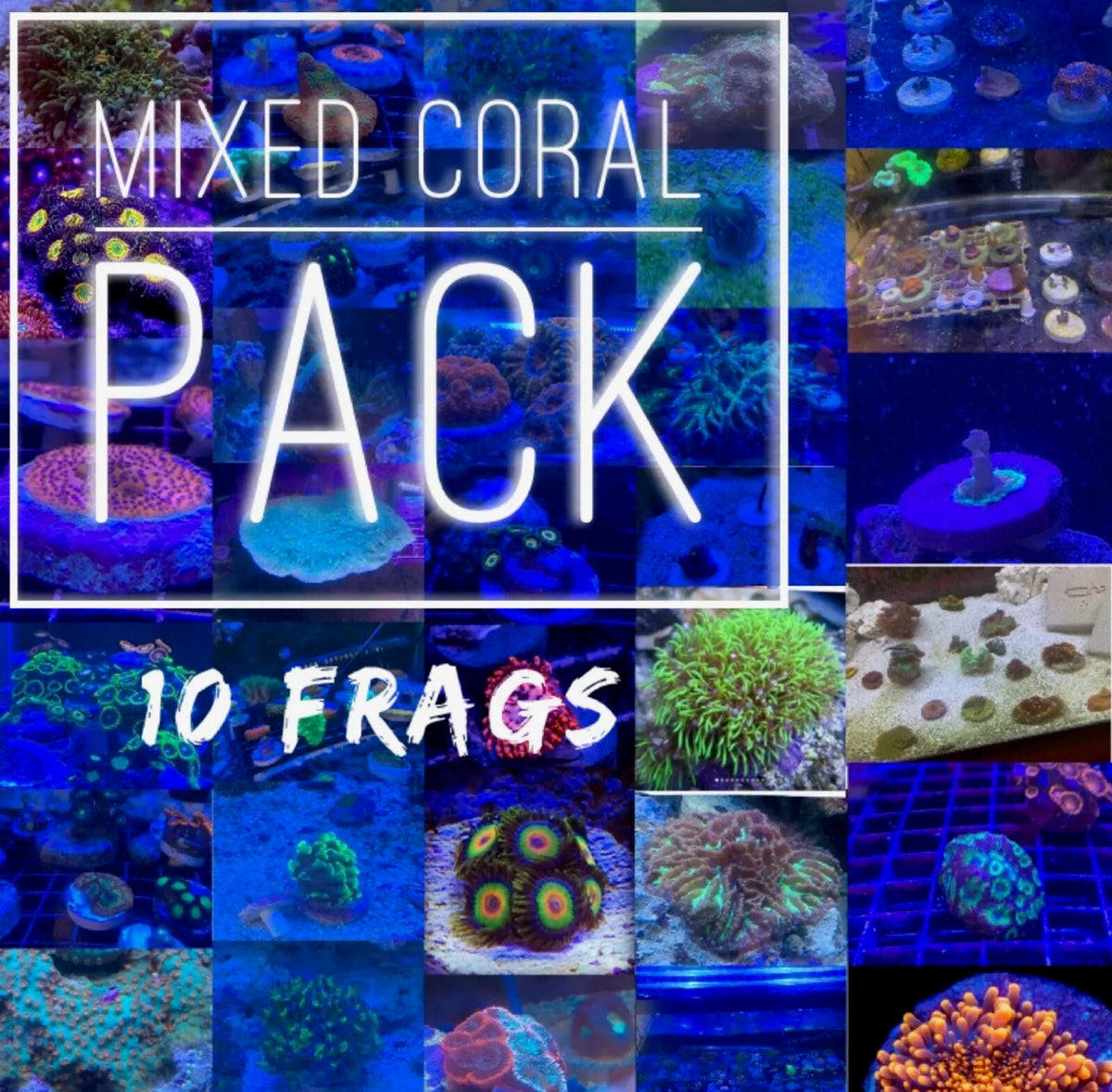 Mixed Coral Pack 10 frags – Exotic Marine Life