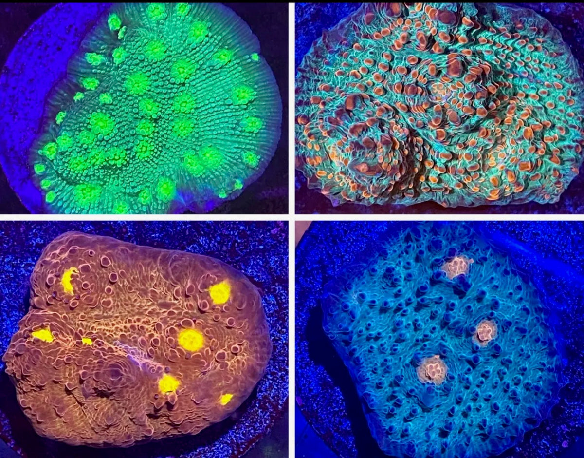 4 Pack Assorted Chalice Corals Live Coral Frags - Bright! – Exotic ...