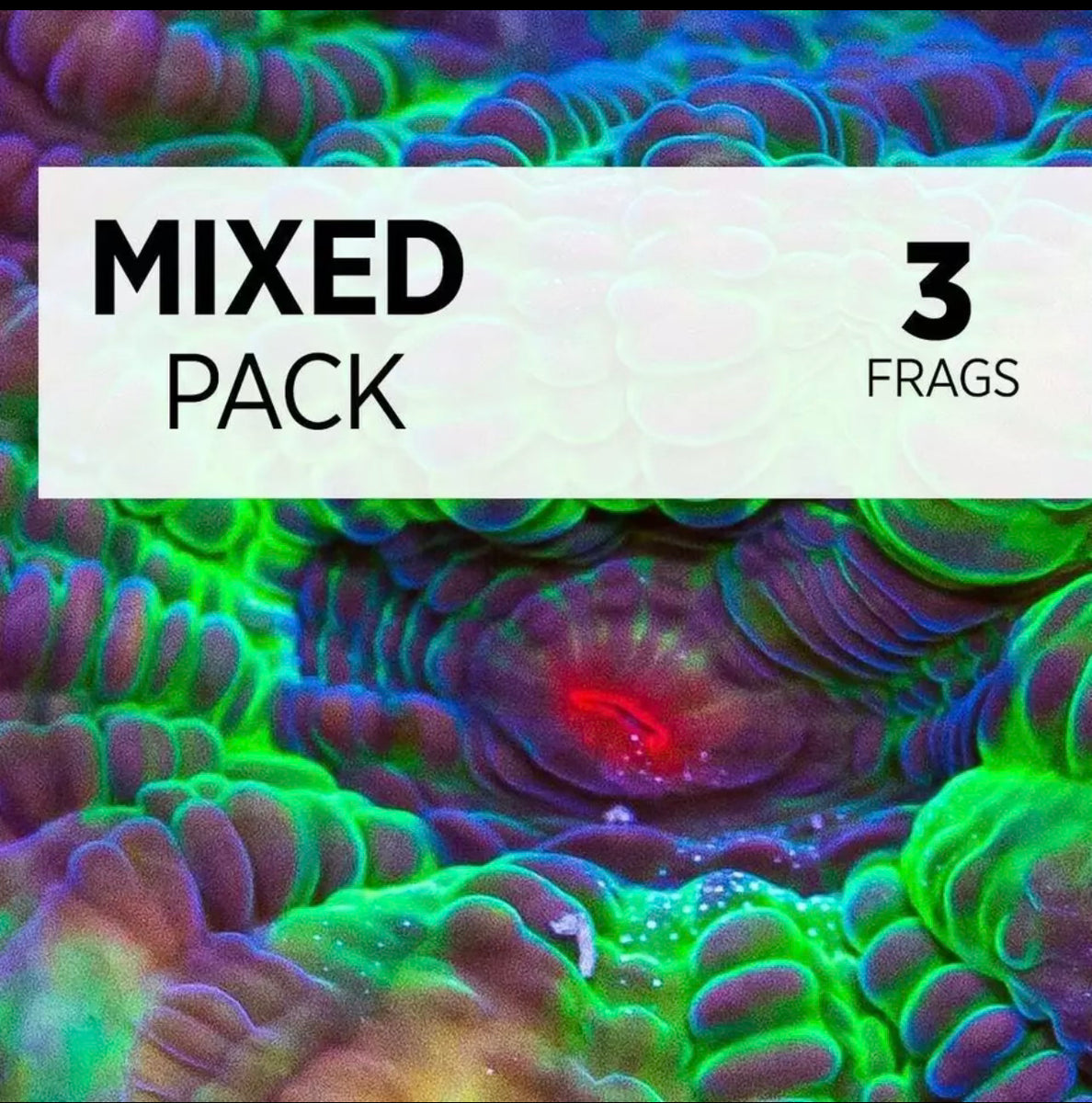 3 Coral Frag Pack - Beginner Mix – Exotic Marine Life