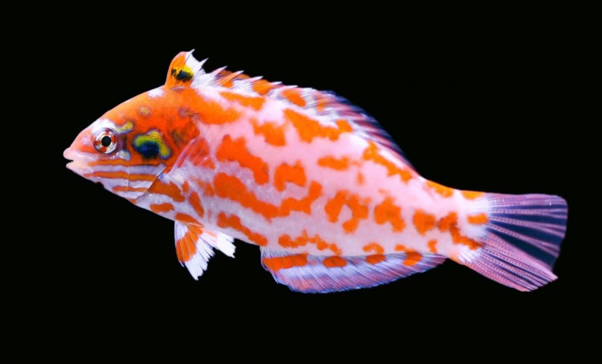 Chaoti Wrasse (Macropharyngodon choati) – Exotic Marine Life