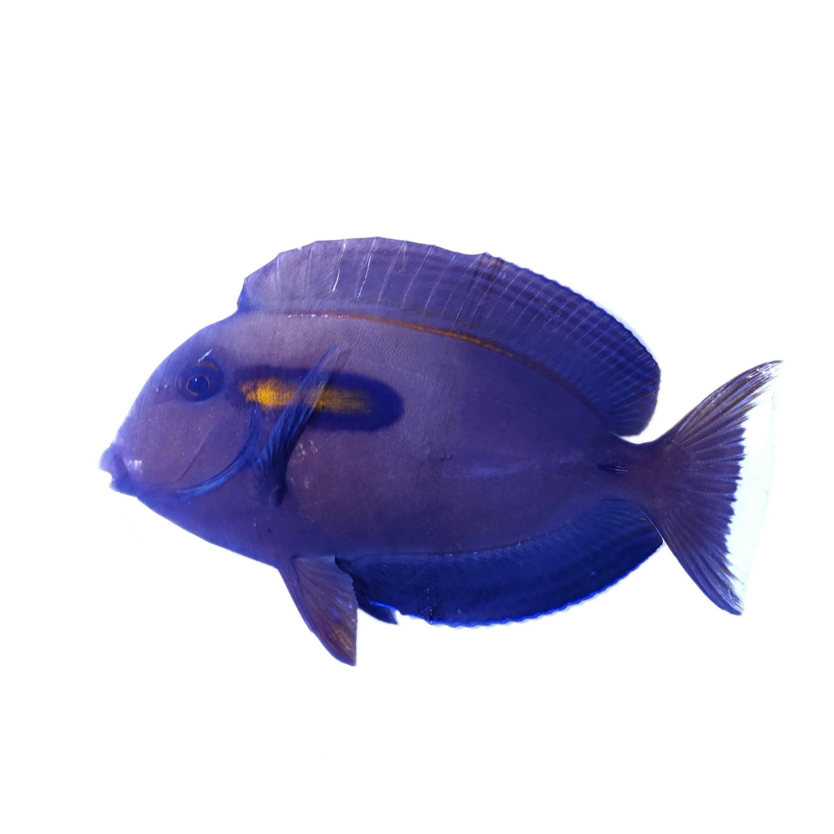 Orange Shoulder Tang - Large – Exotic Marine Life
