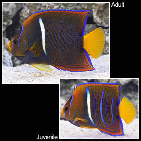 Passer Angelfish – Exotic Marine Life