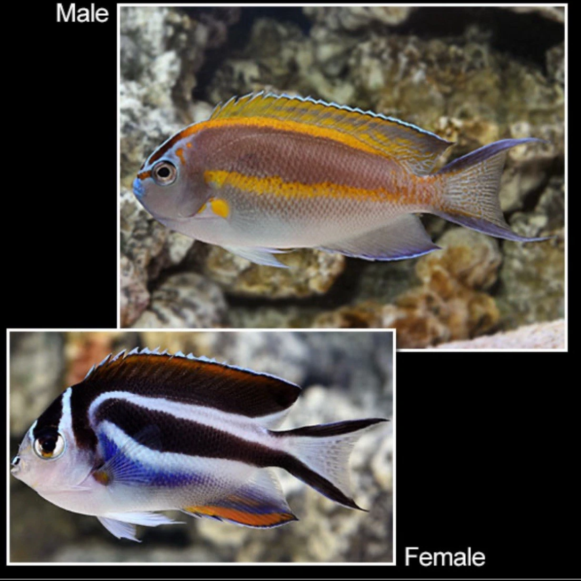 Bellus Angelfish Female – Exotic Marine Life