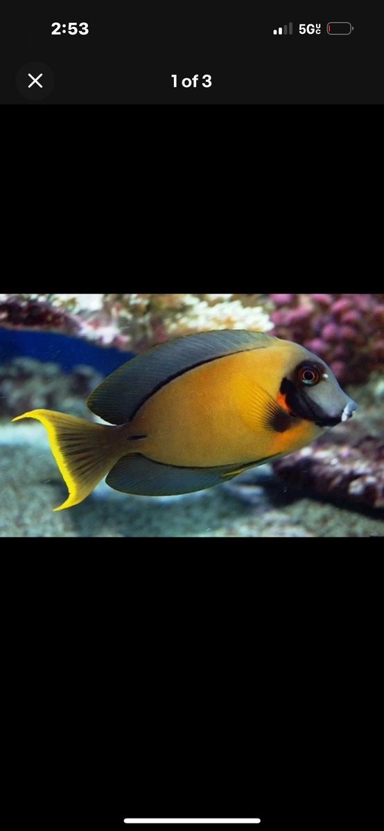 Mimic Lemon Peel Tang Adult 4”-6” – Exotic Marine Life