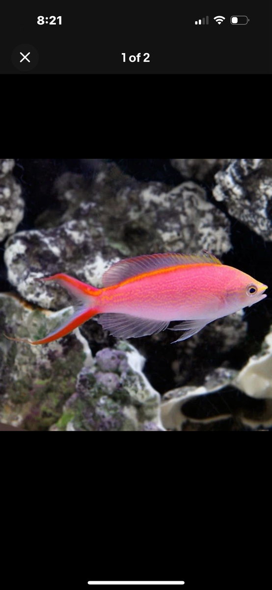 2 Princess Anthias 2-3”- Saltwater Fish *LIMITED Free Shipping ...