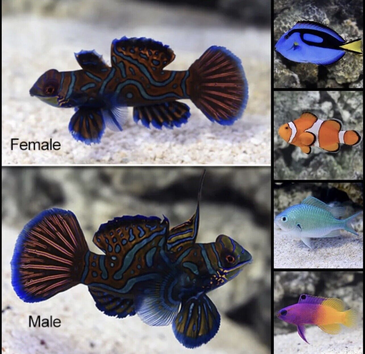 Assorted Reef Safe Fish Pack #1 – Exotic Marine Life