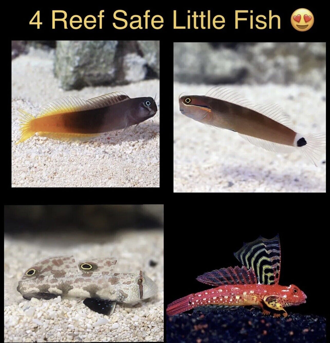 4 Assorted Reef Safe Little Fish – Exotic Marine Life