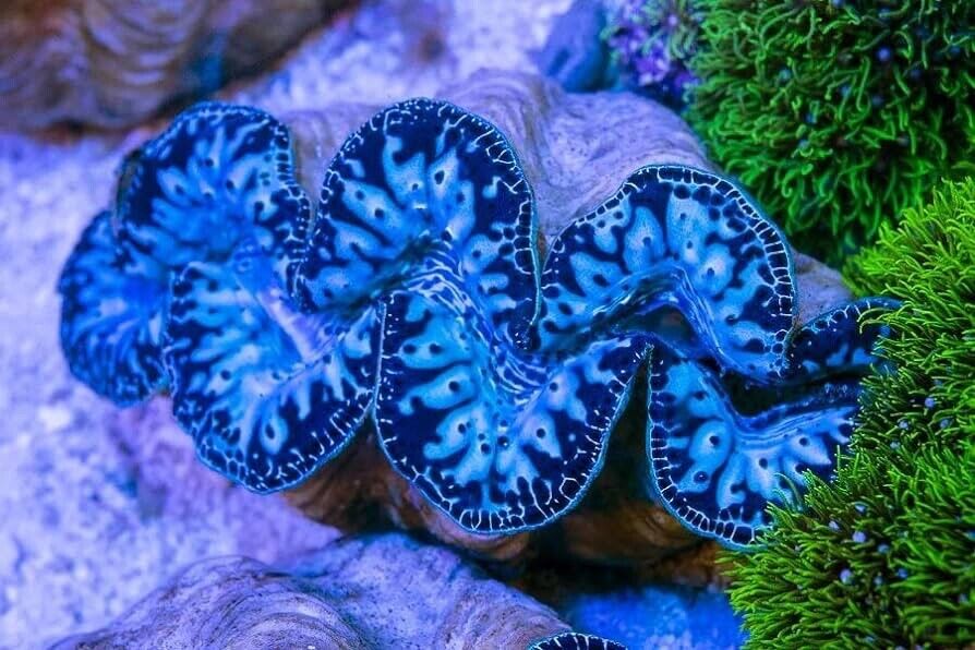 Blue Maxima Clam (Tridacna maxima) – Exotic Marine Life