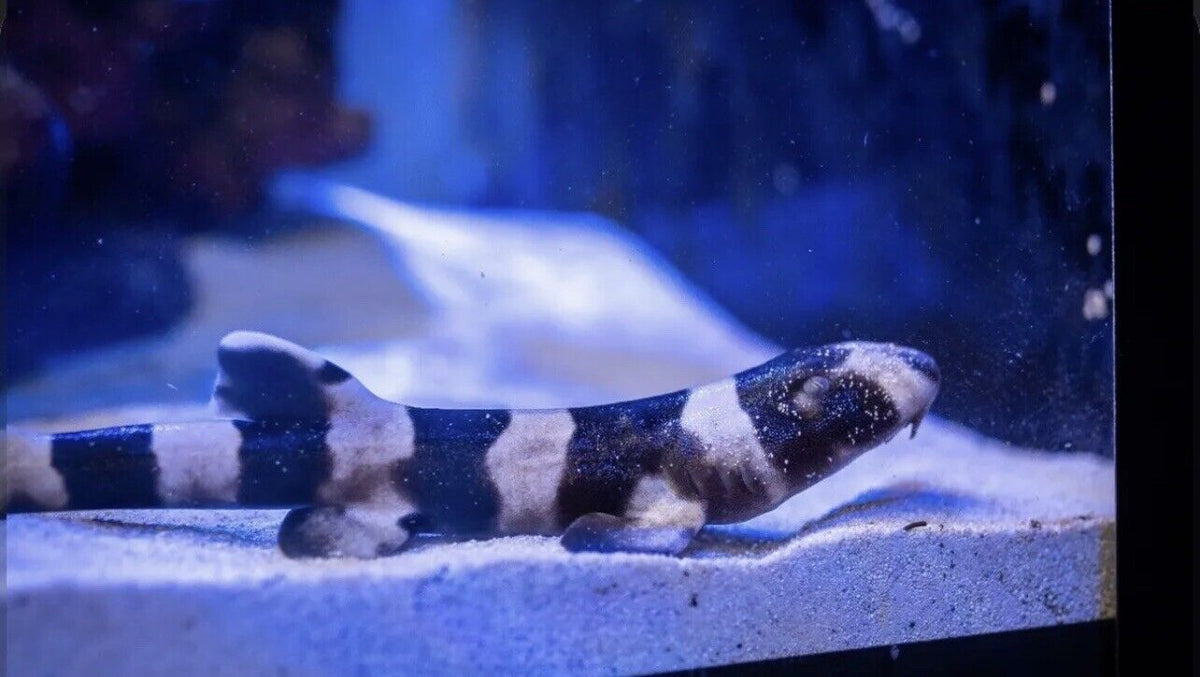 Banded Cat SHARK (Chiloscyllium punctatum) – Exotic Marine Life