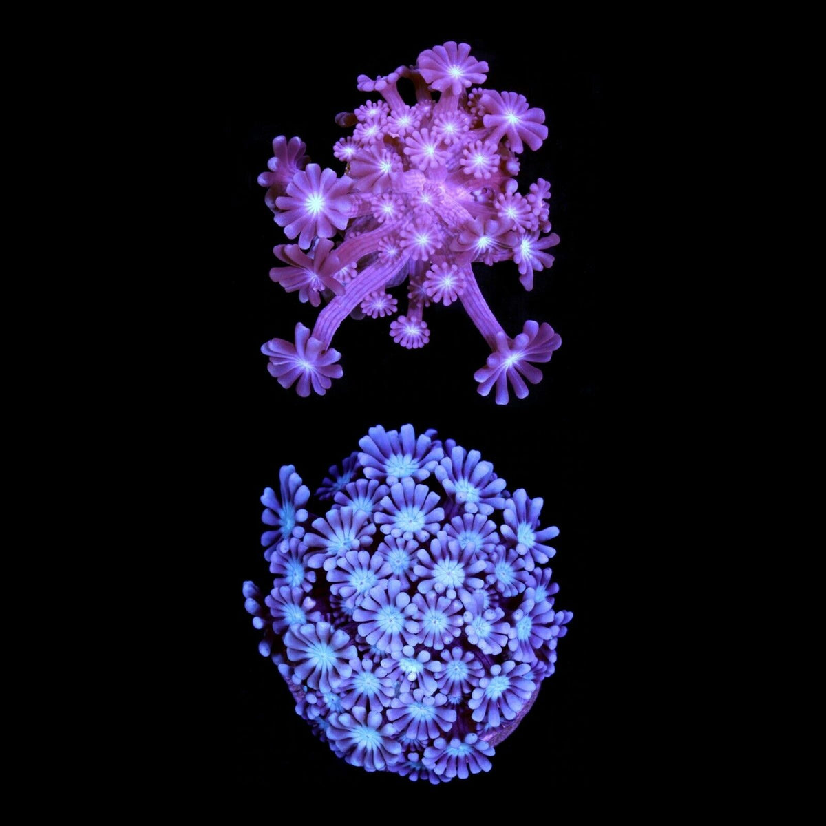 Alveopora Frag Pack (2LOT) – Exotic Marine Life